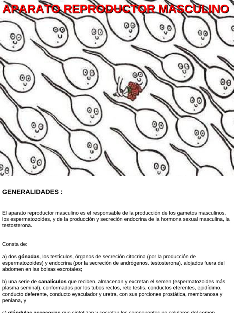 Fisiologia Masculina | PDF | Testículo | Semen