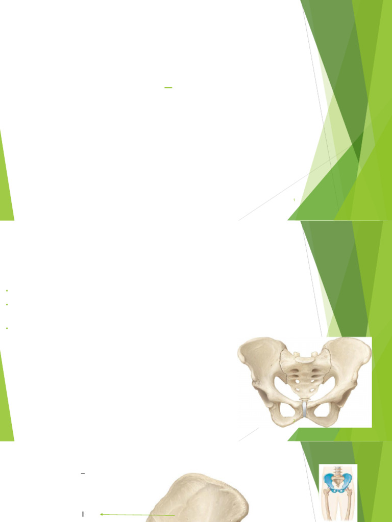 Appendicular Skeleton - Lower Limb & Pelvic Girdle | PDF | Pelvis | Ankle