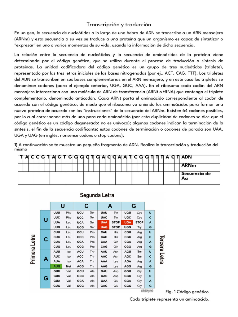 Transcripción y traducción del ADN | PDF | Codigo genetico | Rna