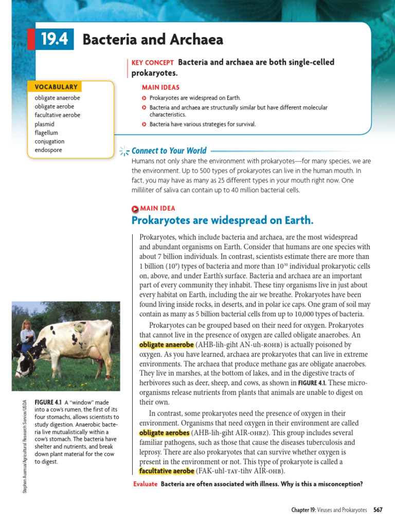 19 4+Bacteria+and+Archaea | PDF | Bacteria | Prokaryote