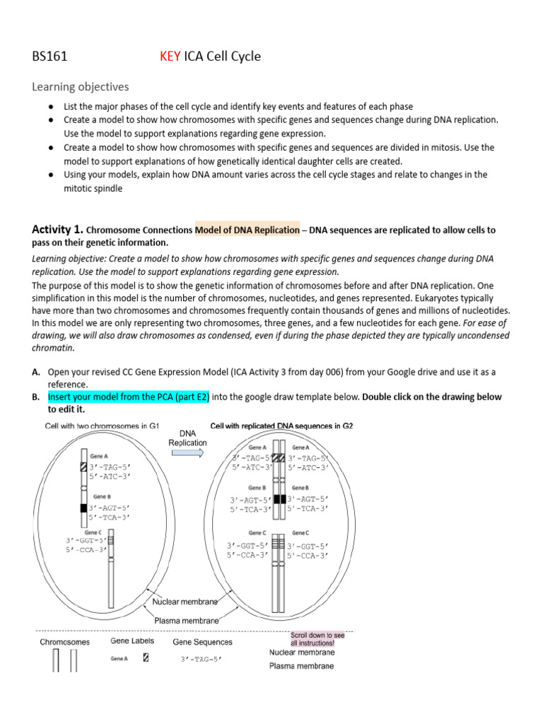 18 KEY ICA Cell Cycle | PDF | Mitosis | Chromosome