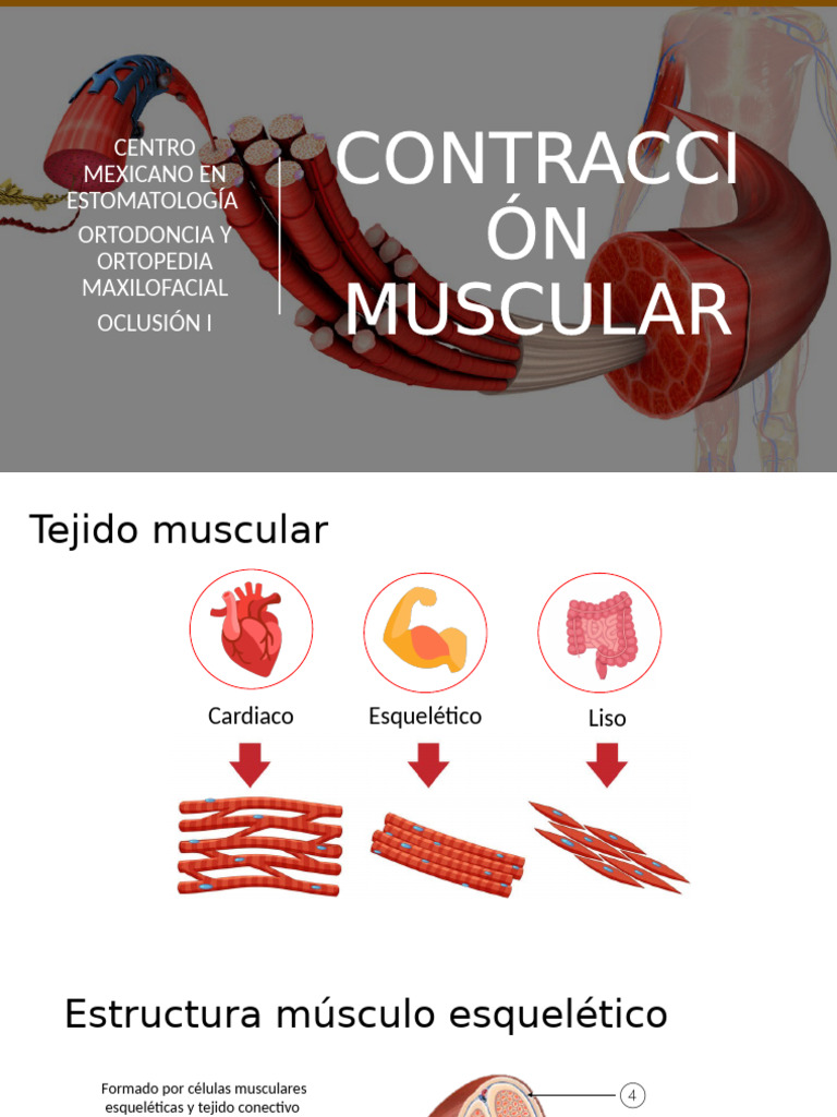 Contracción Muscular | PDF | Músculo | Anatomía