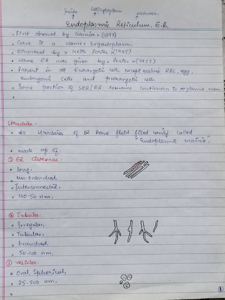 Endoplasmic Reticulum | PDF
