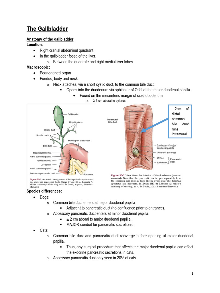 Gallbladder Review SAVA Branch Word | PDF | Gallbladder | Bile