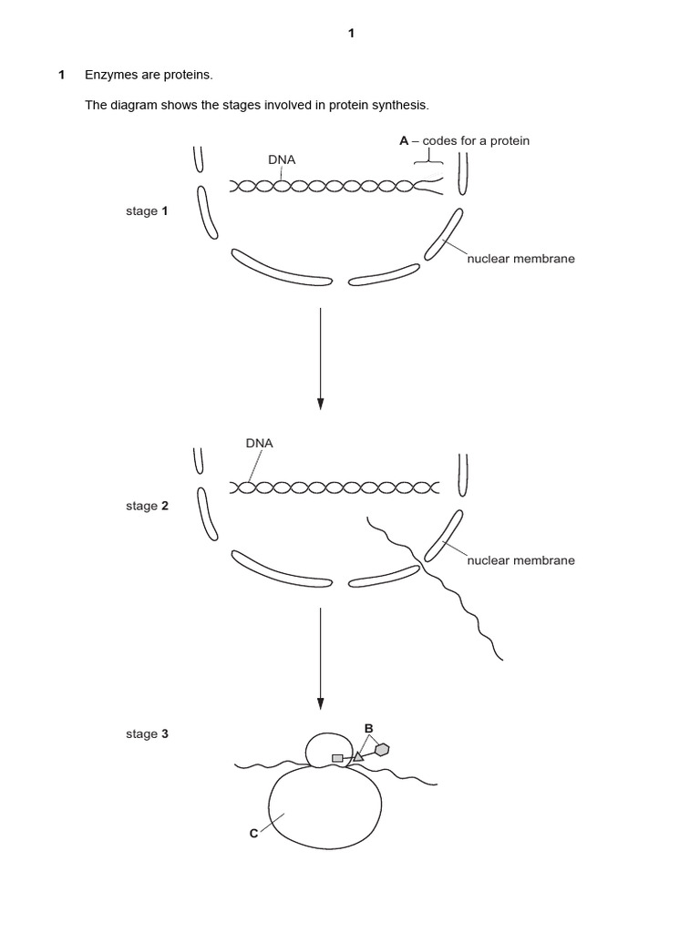 Chromosomes, Genes and Proteins 1 | PDF | Proteins | Ploidy