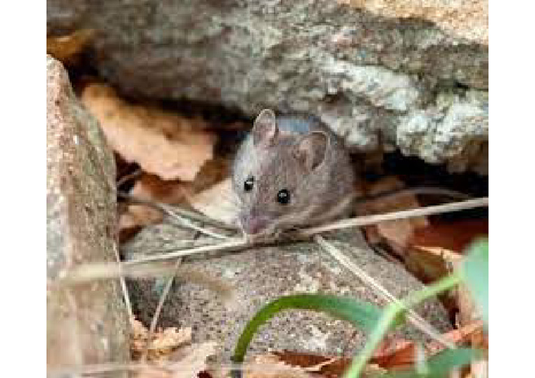Mouse | PDF