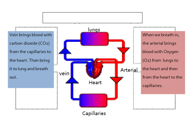 Grade 5 Science Circulatory System 2 | PDF