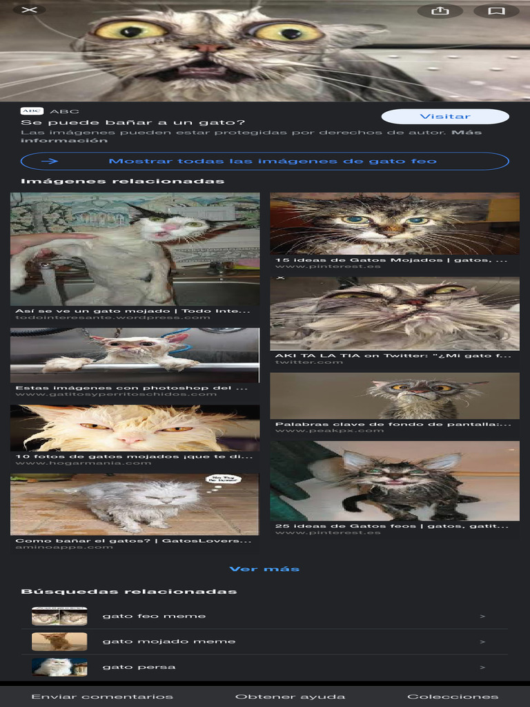 Gato Feo - Buscar Con Google | PDF