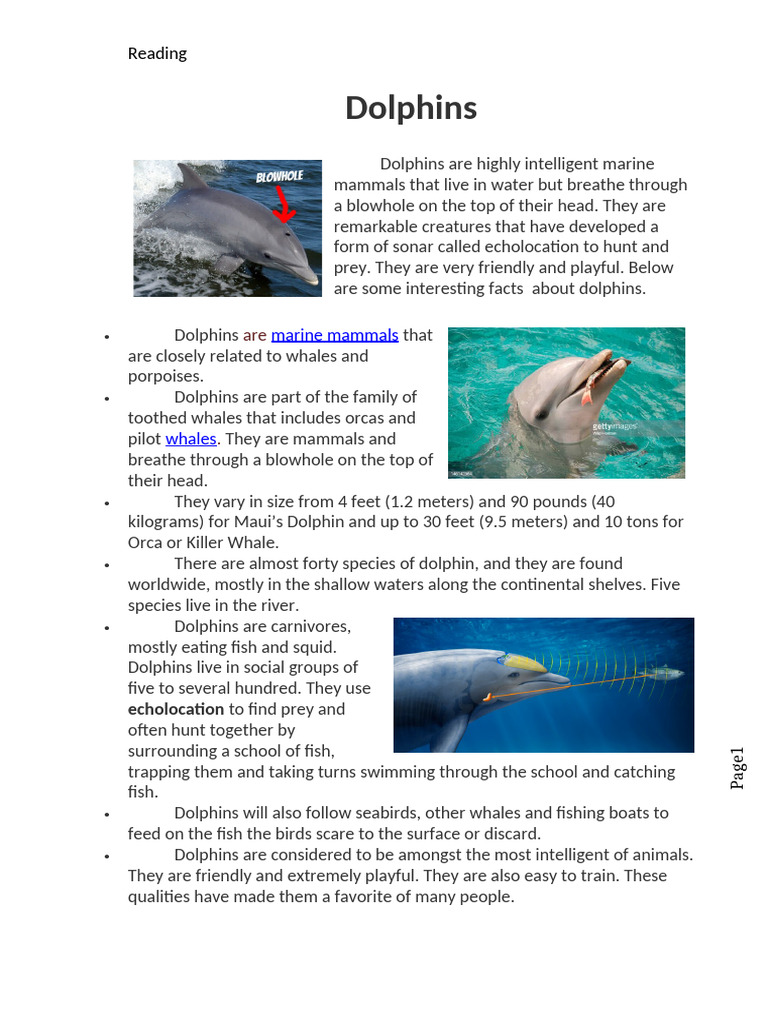 Grade 3 _ dolphins | PDF | Dolphin | Whales