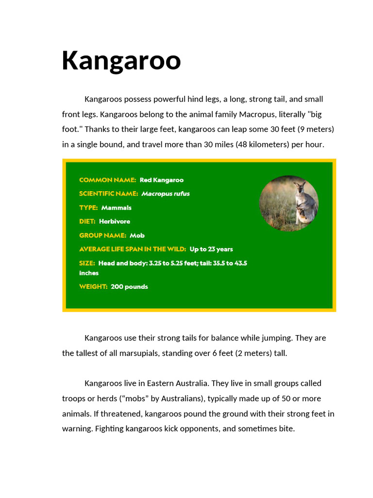 Grade 3 - Kangaroo | PDF | Marsupials | Marsupials Of Australia