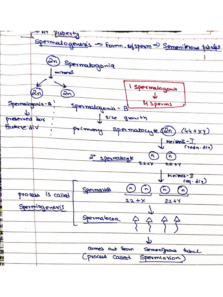 Spermatogenesis Handwritten Flow Chart | PDF