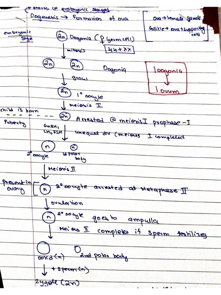 Oogenesis Handwritten Flow Chart | PDF