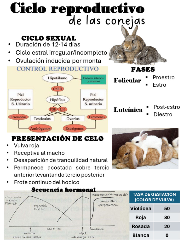 Infografia Ciclo Reproductivo Conejas | PDF