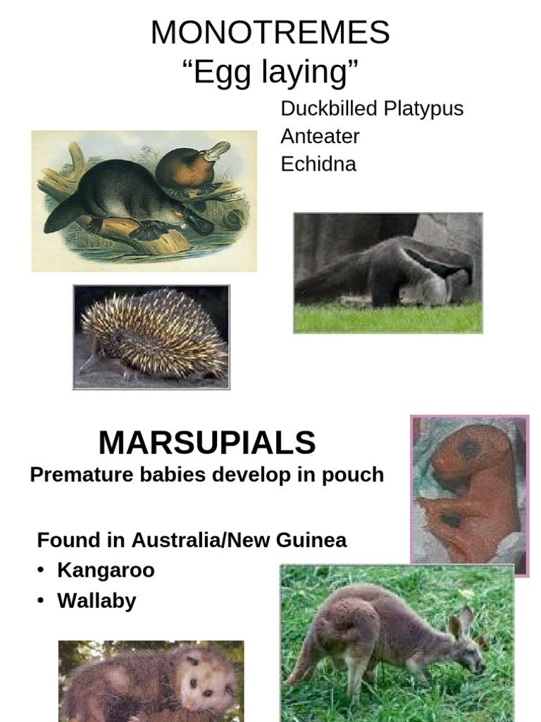 MONOTREMES "Egg Laying" | PDF | Science & Mathematics