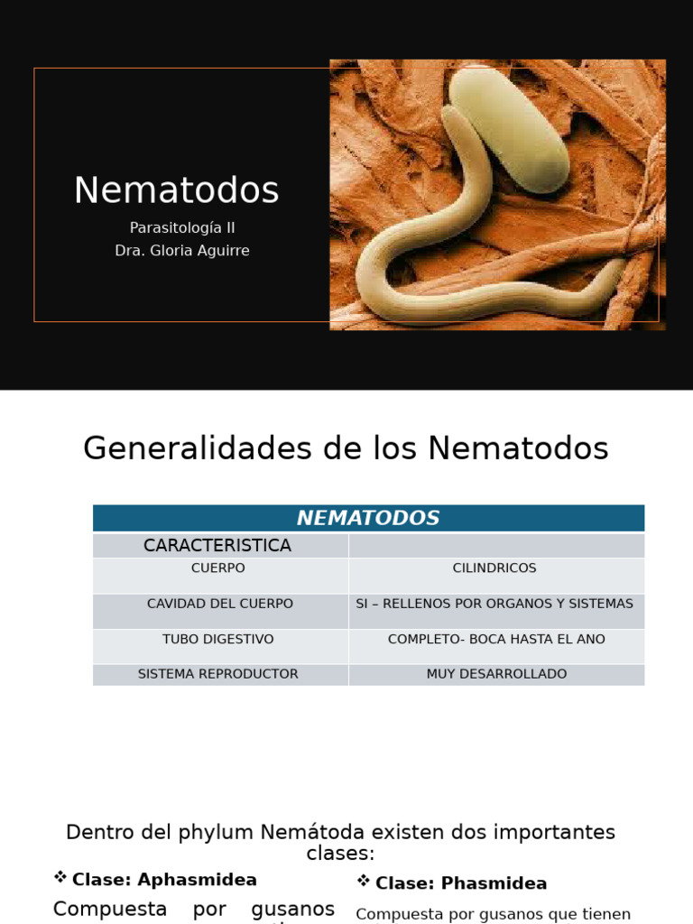 Clase 6ta Intro Nematodos | PDF | Nematodo | Sistema reproductivo