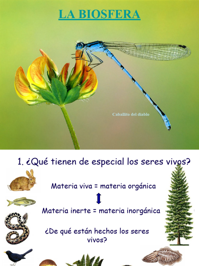La Biosfera | PDF | Biología Celular) | Biomoléculas