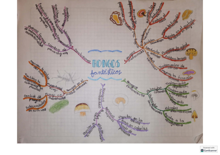 Mapa Mental Hongos Ana Bonilla | PDF
