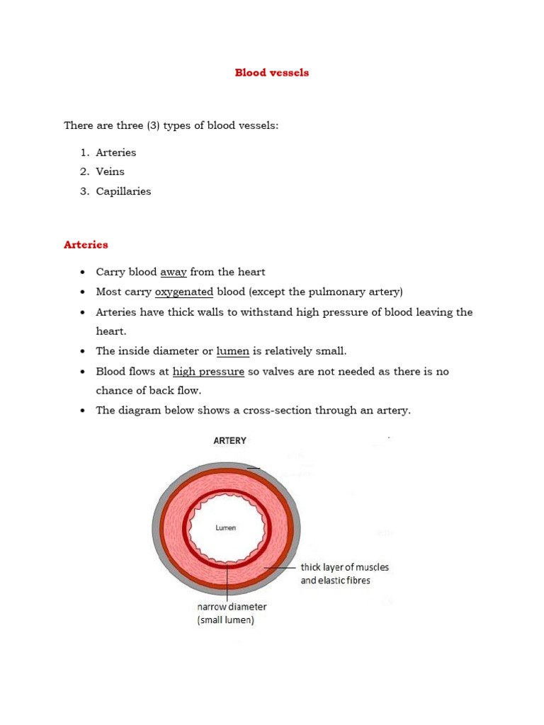 NOTE 3 - Blood Vessels | PDF | Art