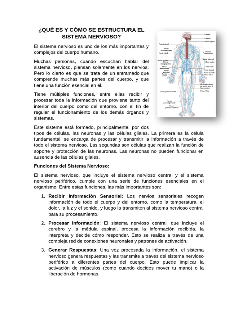 QUÉ ES Y CÓMO SE ESTRUCTURA EL SISTEMA NERVIOSO | PDF | Sistema nervioso | Cerebro