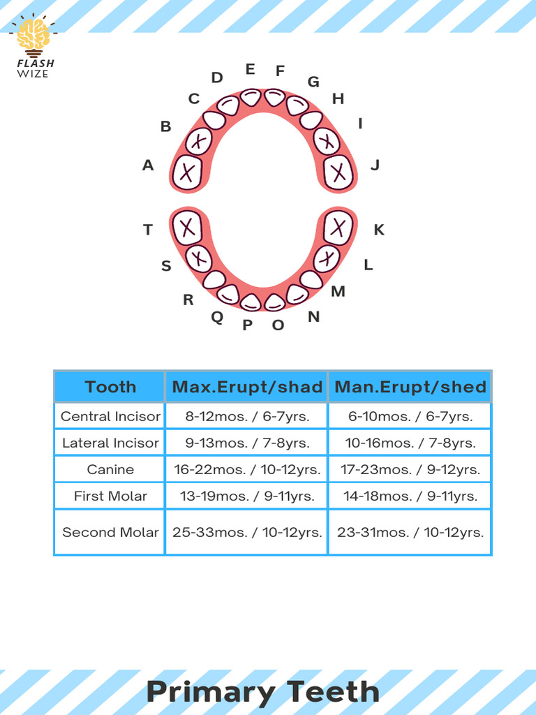 Primary Teeth: C Defg H I J | PDF