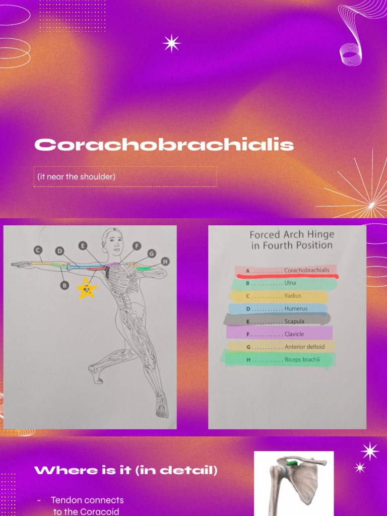Coracobrachialis: Function & Stretch Guide | PDF