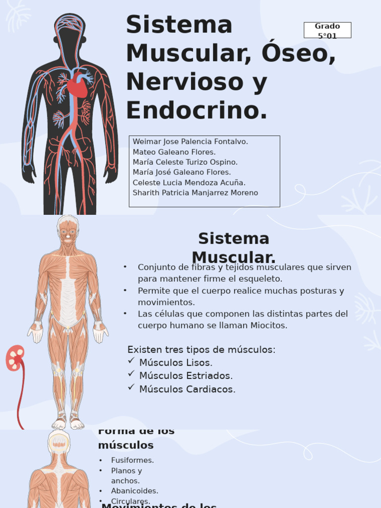 Sistemas Muscular, Óseo, Nervioso y Endocrino | PDF | Hueso | Músculo