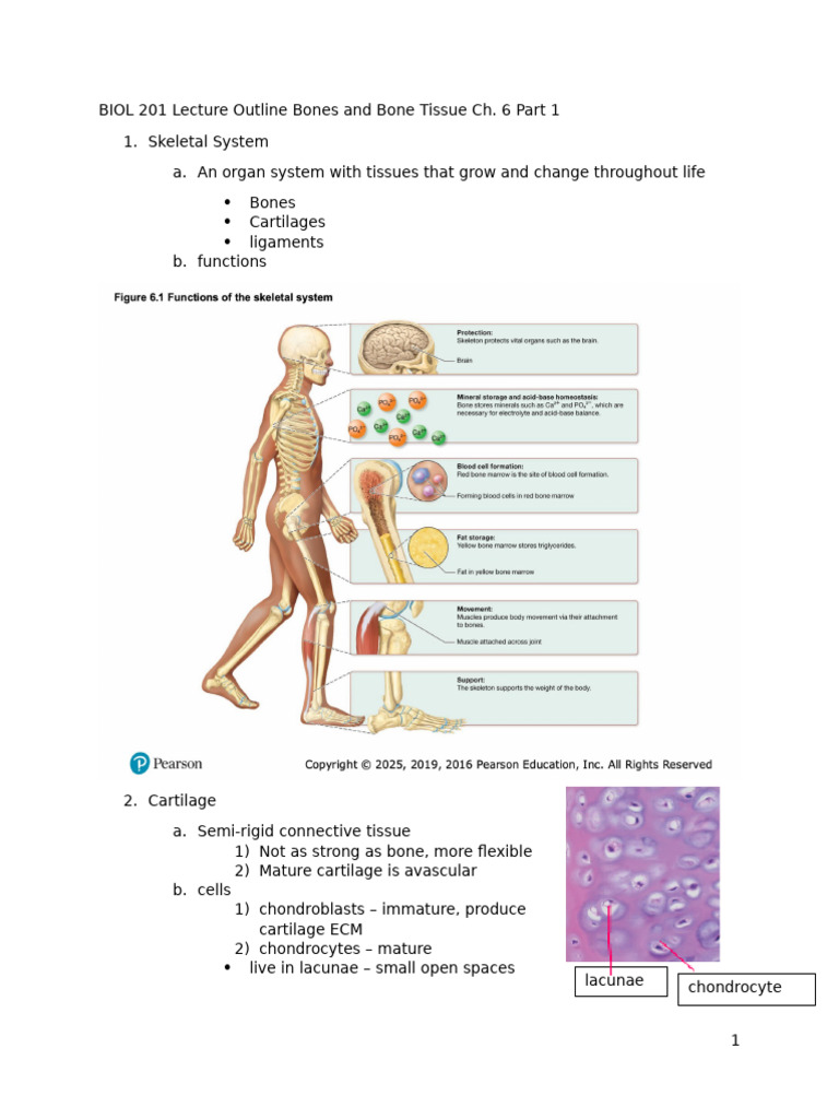 Bones and Cartilage Overview in BIOL 201 | PDF | Bone | Cartilage