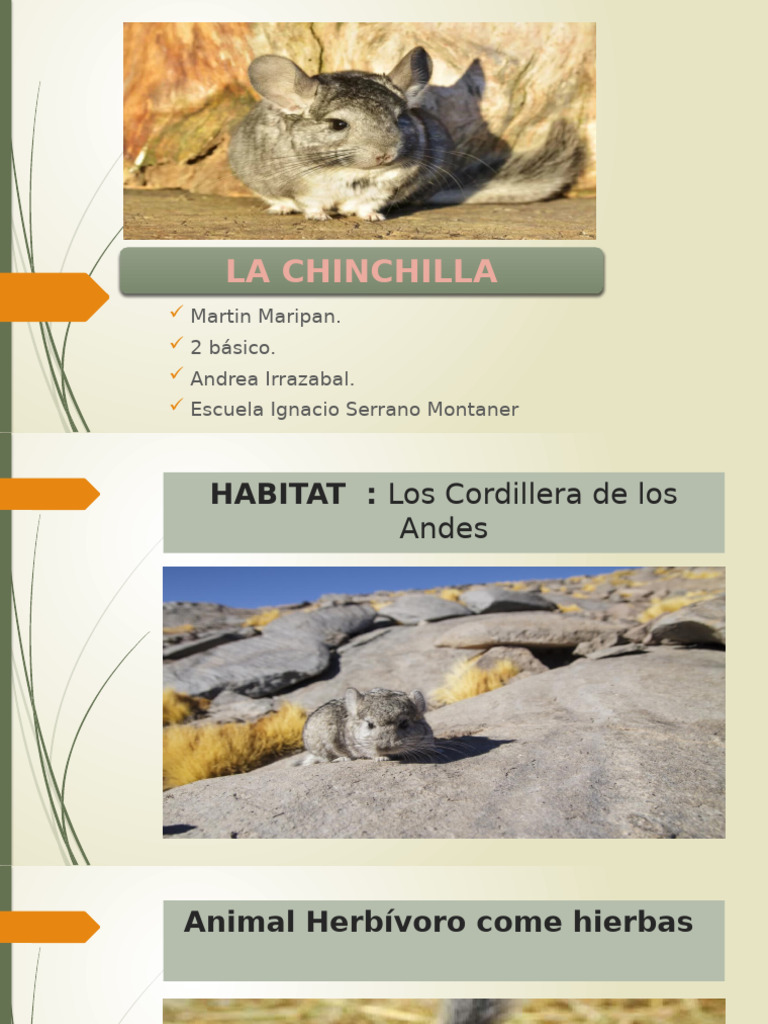 La Chinchilla y su Protección Legal | PDF | Ciencia y matemáticas