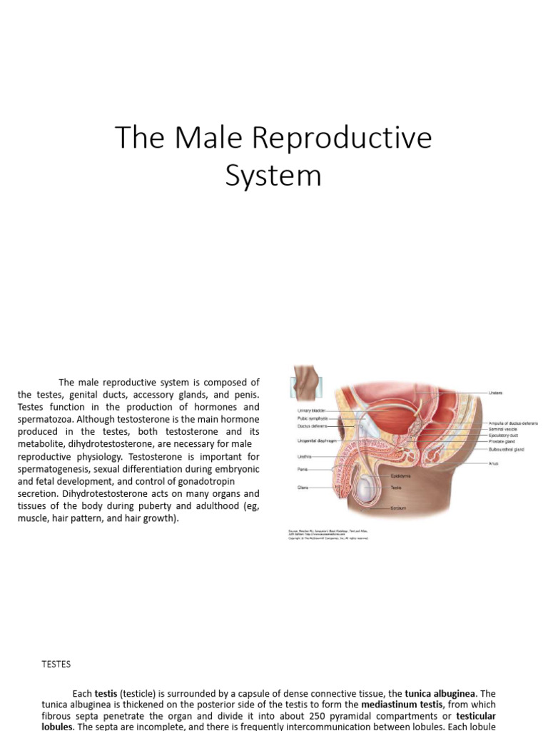 Overview Of The Male Reproductive System Pdf Testicle Prostate