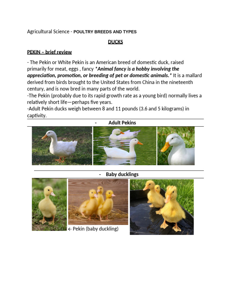 Pekin and Muscovy Duck Breeds | PDF | Duck | Holarctic Birds