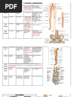Anatomía de la Arteria Pedia del Pie | PDF | Pie | Dedo del pie