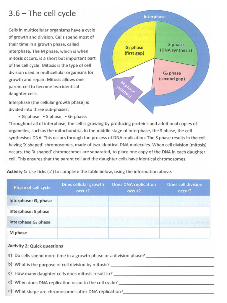 The cell cycle | PDF