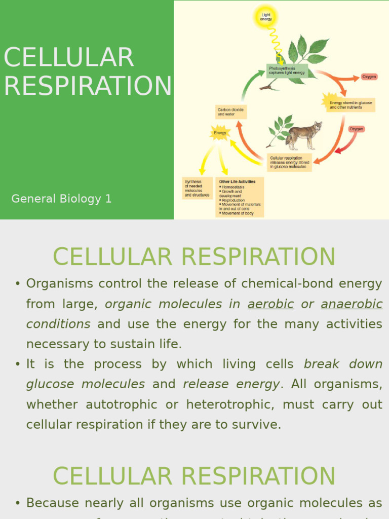 Gb1 q2 5 Cell Res Aerobic Respiration | PDF | Cellular Respiration | Glycolysis