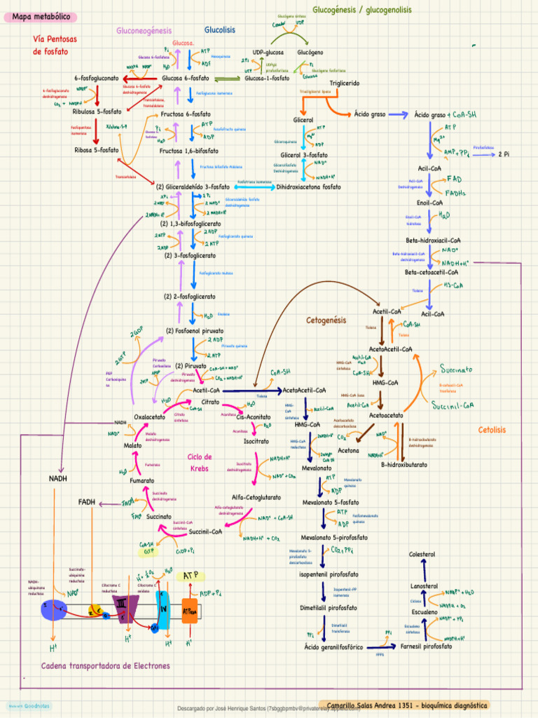 Mapa Metabolico | PDF | Metabolismo | Bioquímica