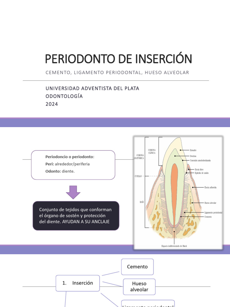 Periodonto Inserción 2024 | PDF | Hueso | Anatomía