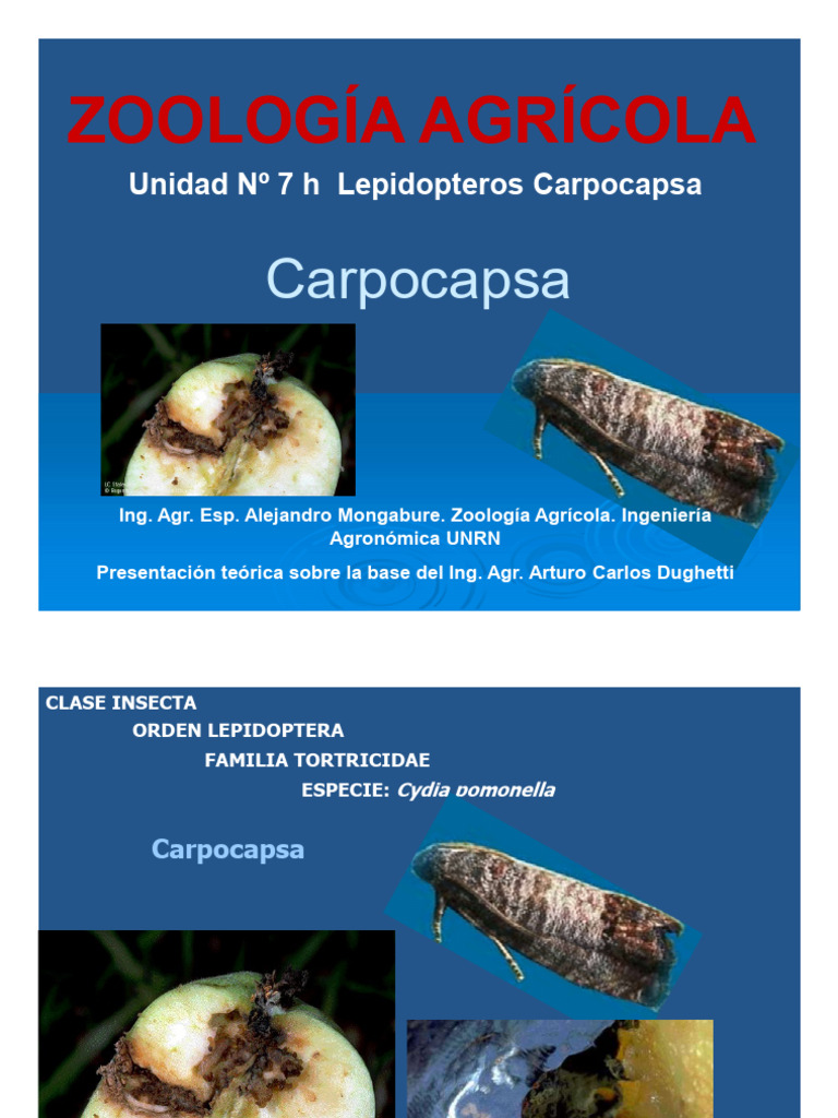 Unidad #7 H Lepidopteros Carpocapsa | PDF | Feromona | Lepidópteros