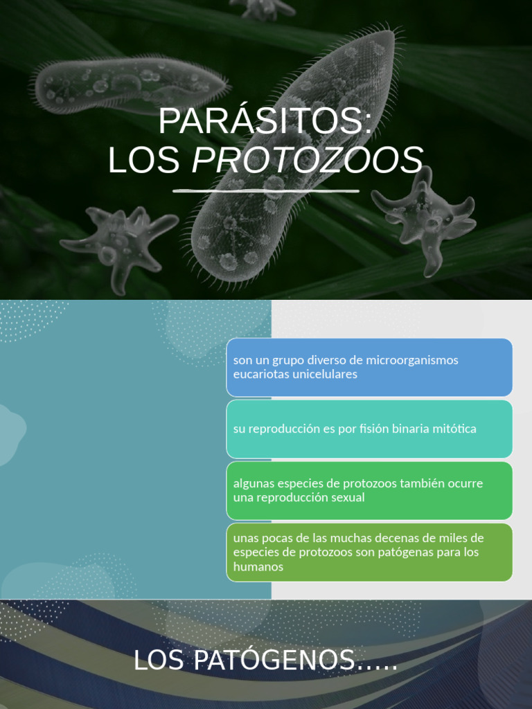 Protozoos Parásitos: Clasificación y Enfermedades | PDF | Protozoos ...