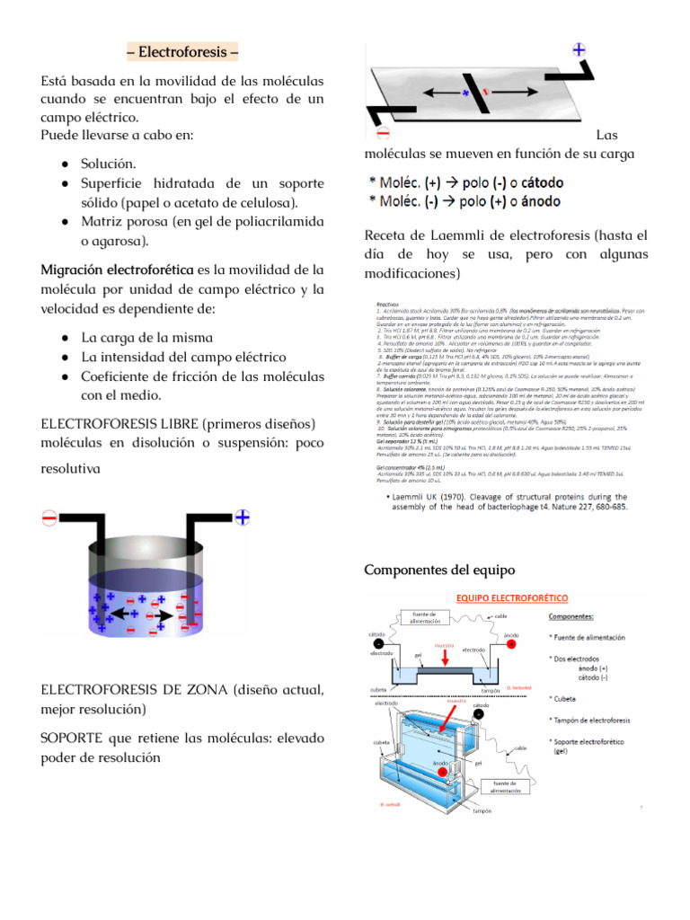 Electroforesis | PDF | Electroforesis | Bioquímica