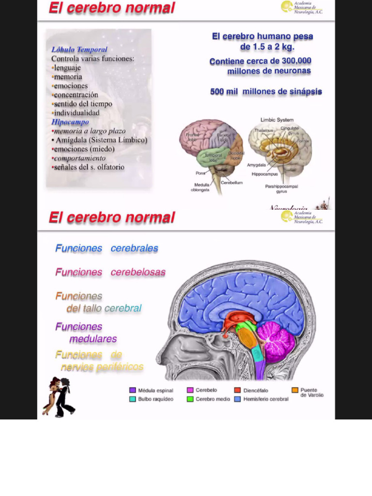 Neuro Clase 1 | PDF