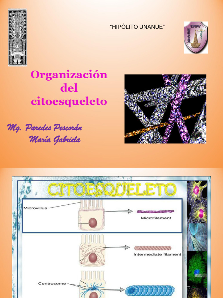 S6 Organizacion Del Citoesqueleto 2024-Ii Biologia Enfermeria | PDF ...