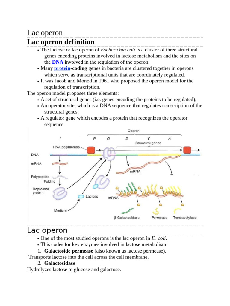 Understanding the Lac Operon Mechanism | PDF | Operon | Repressor