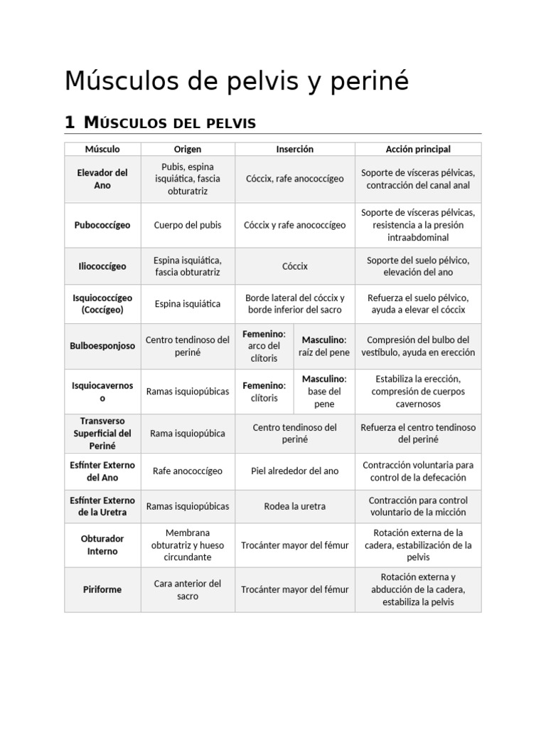 Músculos de Pelvis y Periné | PDF | Pelvis | Sistema musculoesquelético