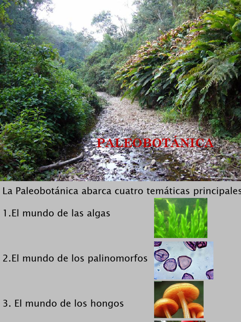 Paleobotánica - Teoría | PDF | Plantas | Algas