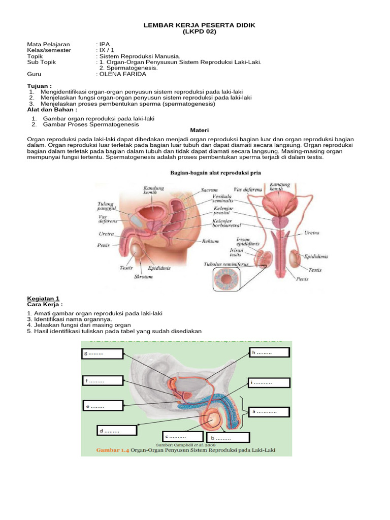 LKPD Alat Reproduksi Pria | PDF
