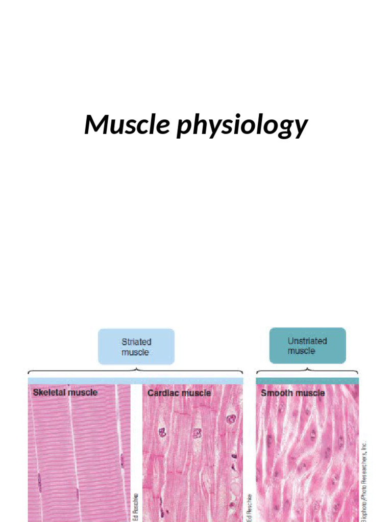Muscle Fiber Structure and Function | PDF | Muscle Contraction | Cell ...