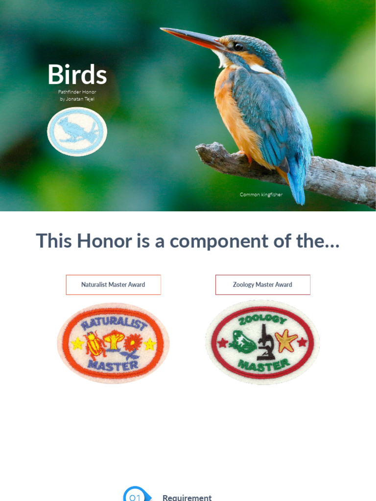 Birds Pathfinder E-Honour Slides Final | PDF | Birds | Ornithology