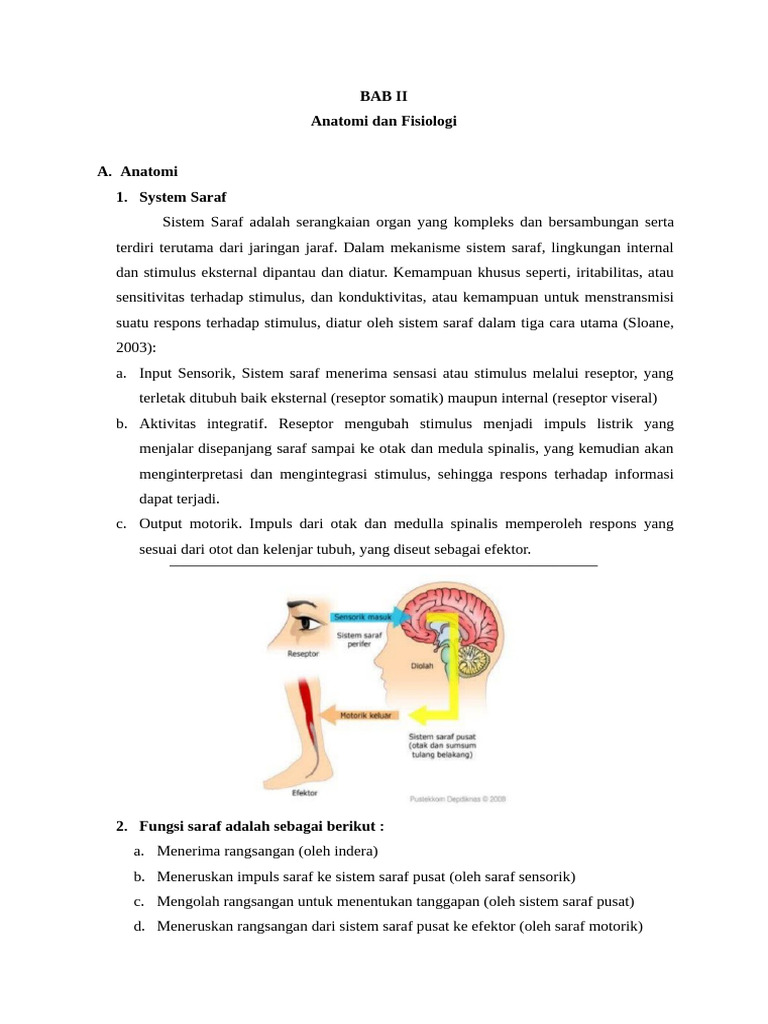 Fisiologi Sistem Saraf Manusia | PDF