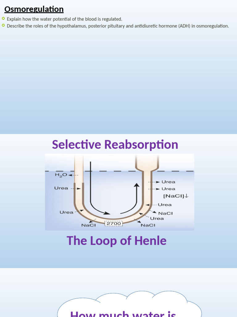 Osmoregulation USE 22 | PDF | Kidney