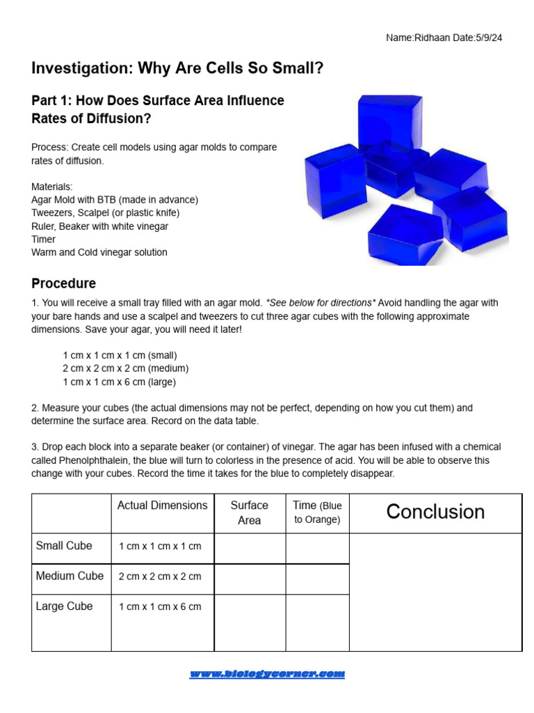 Cell Size and Diffusion Experiment | PDF | Cell Membrane | Cell (Biology)
