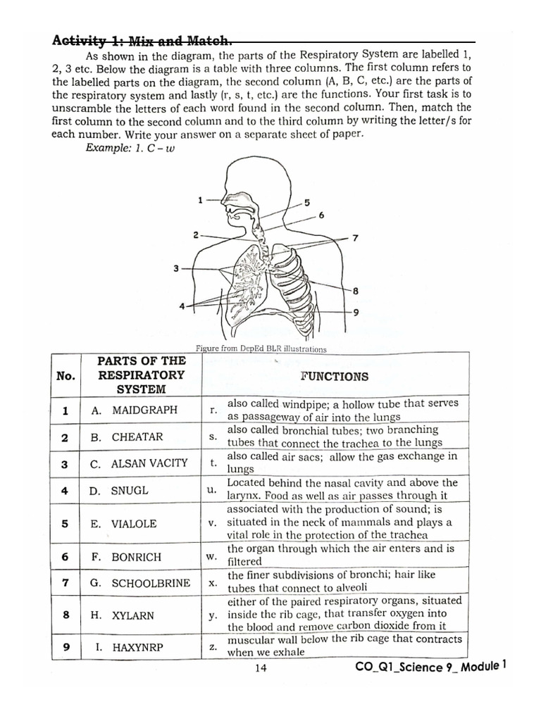 Activity Q1parts And Function Respiratory System PDF